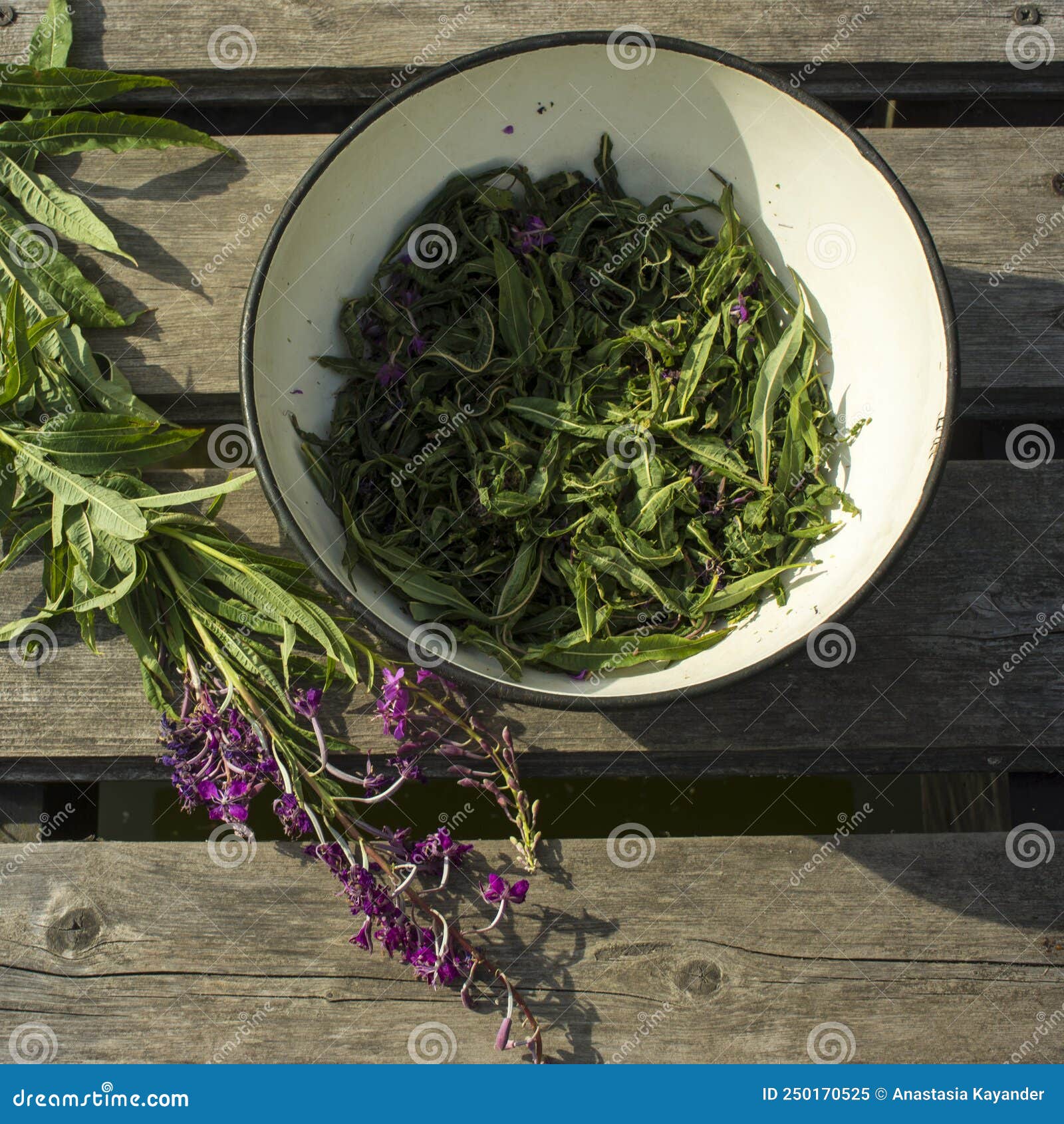 Process of Fermentation of Tea. Manual Processing Ivan Tea Fermentation ...