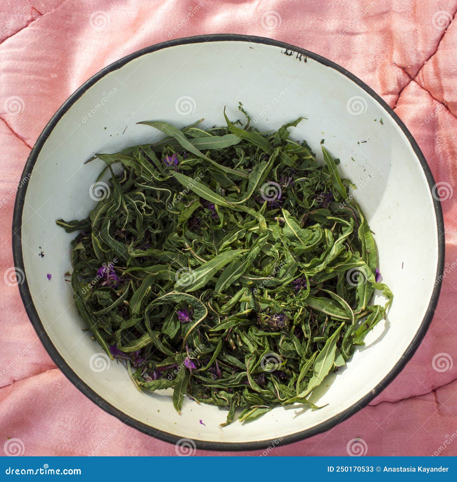 Process of Fermentation of Tea. Manual Processing Ivan Tea Fermentation ...