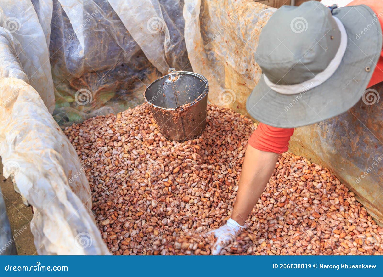 The Process of Fermenting Fresh Cocoa Beans in a Tank Stock Image ...