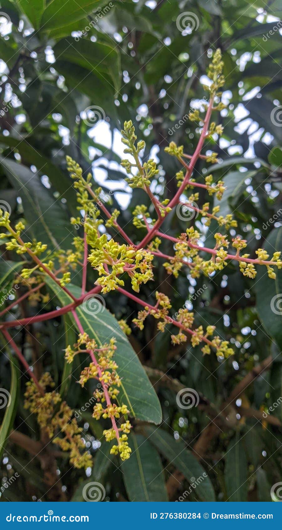 The Process of Fertilization in Flowering Mangoes Stock Photo - Image ...