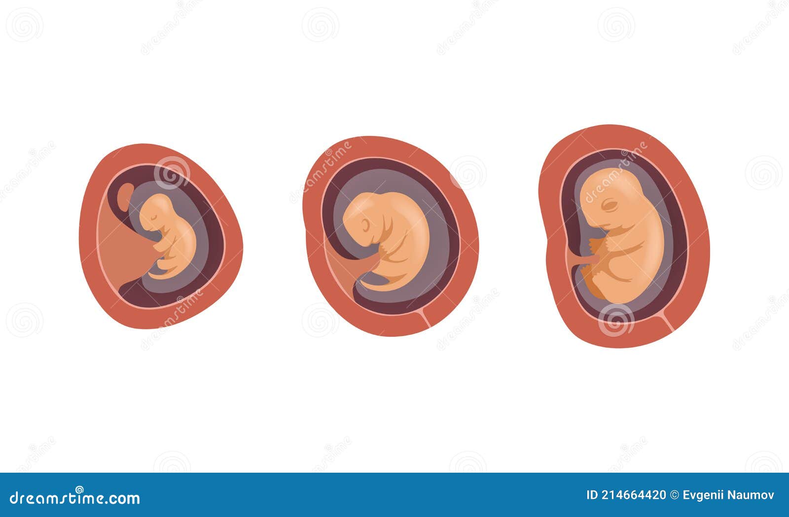 Process of Fetal Development or Embryological Stage Vector Set Stock ...