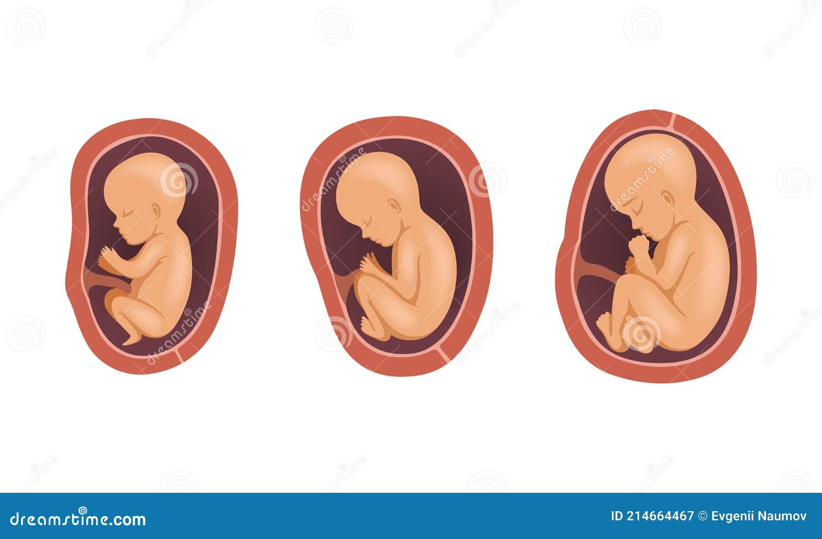 Process of Fetal Development or Embryological Stage Vector Set Stock ...