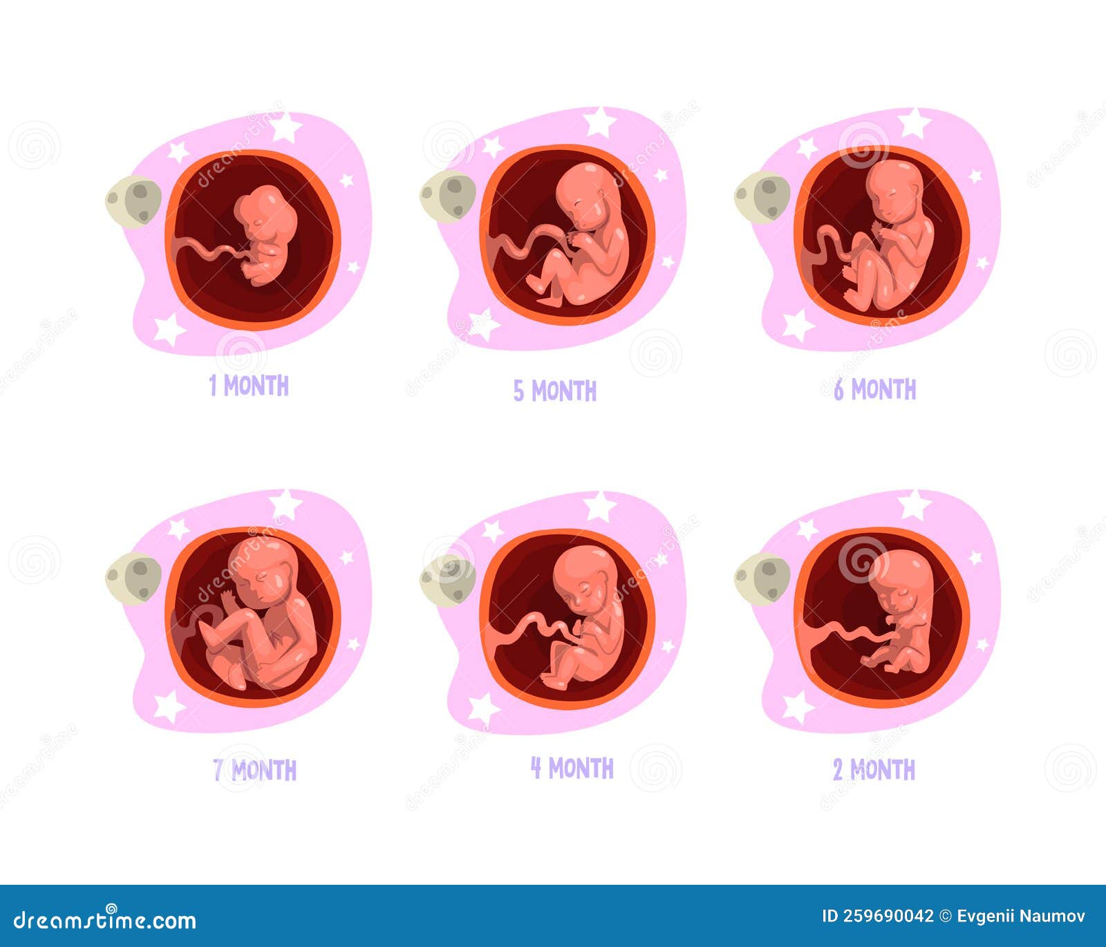 Process of Fetal Development or Embryological Stage Vector Set Stock ...