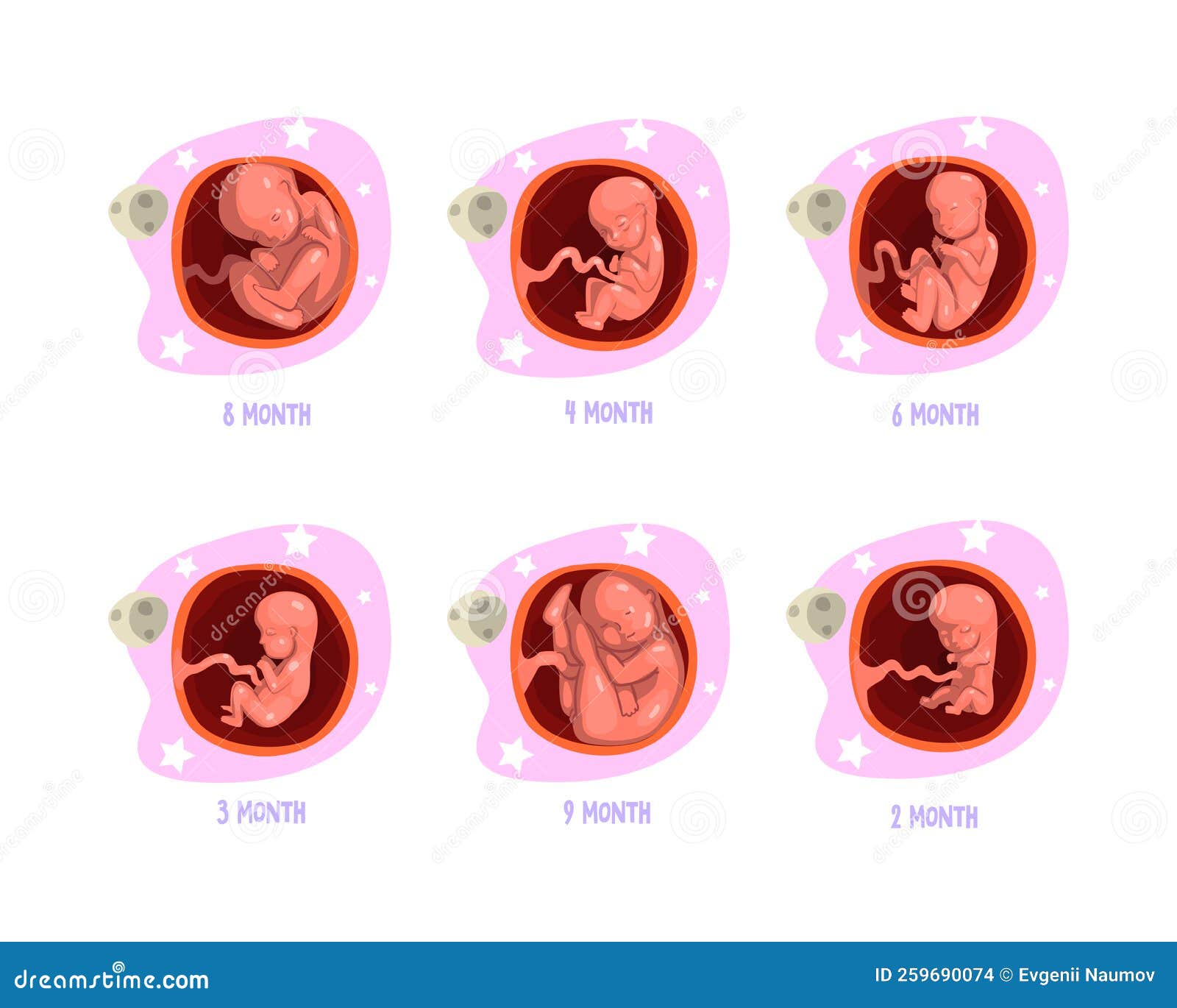 Process of Fetal Development or Embryological Stage Vector Set Stock ...