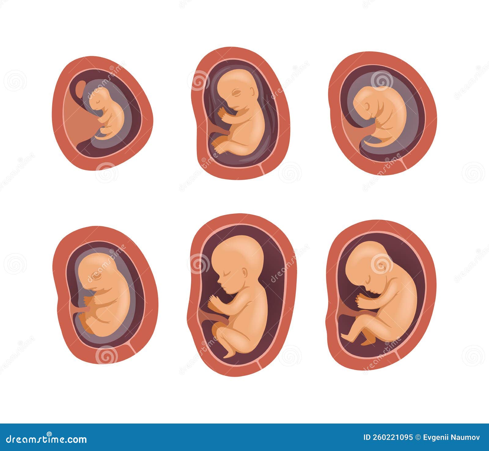 Process of Fetal Development or Embryological Stage Vector Set Stock ...