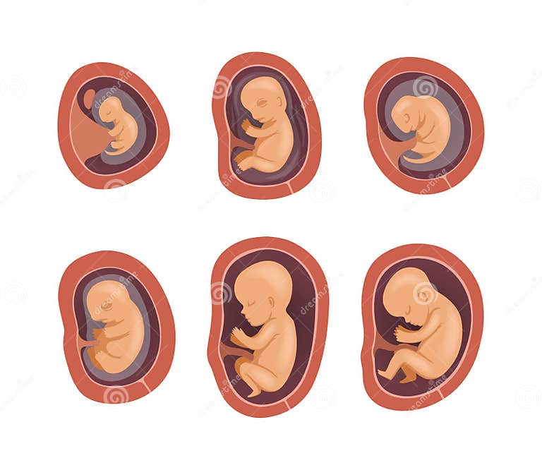 Process of Fetal Development or Embryological Stage Vector Set Stock ...