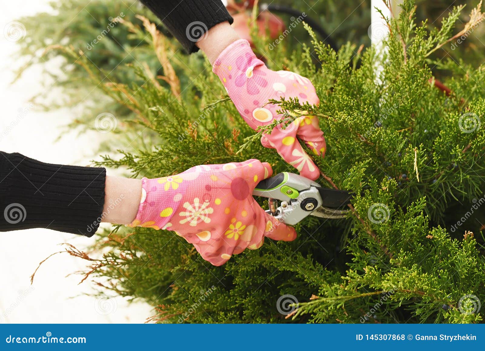 The Process of Garden Spring Work. Hands Pruning Conifers Stock Photo ...