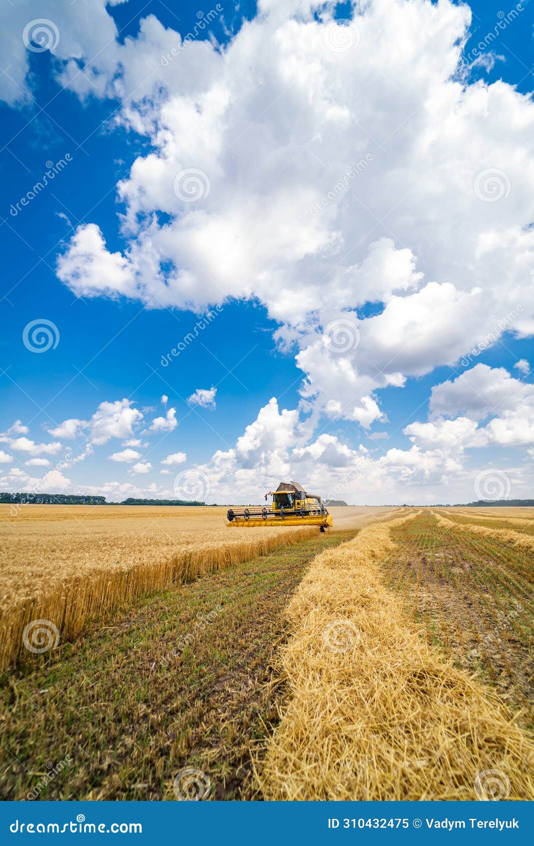 Process of Gathering Ripe Crop from the Fields. Agricultural Technic in ...