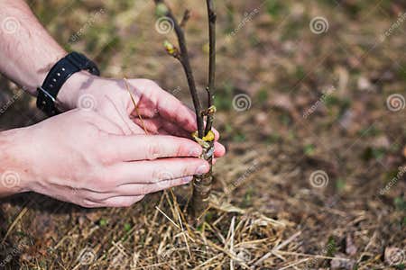 The Process of Grafting Trees in the Garden Stock Image - Image of ...