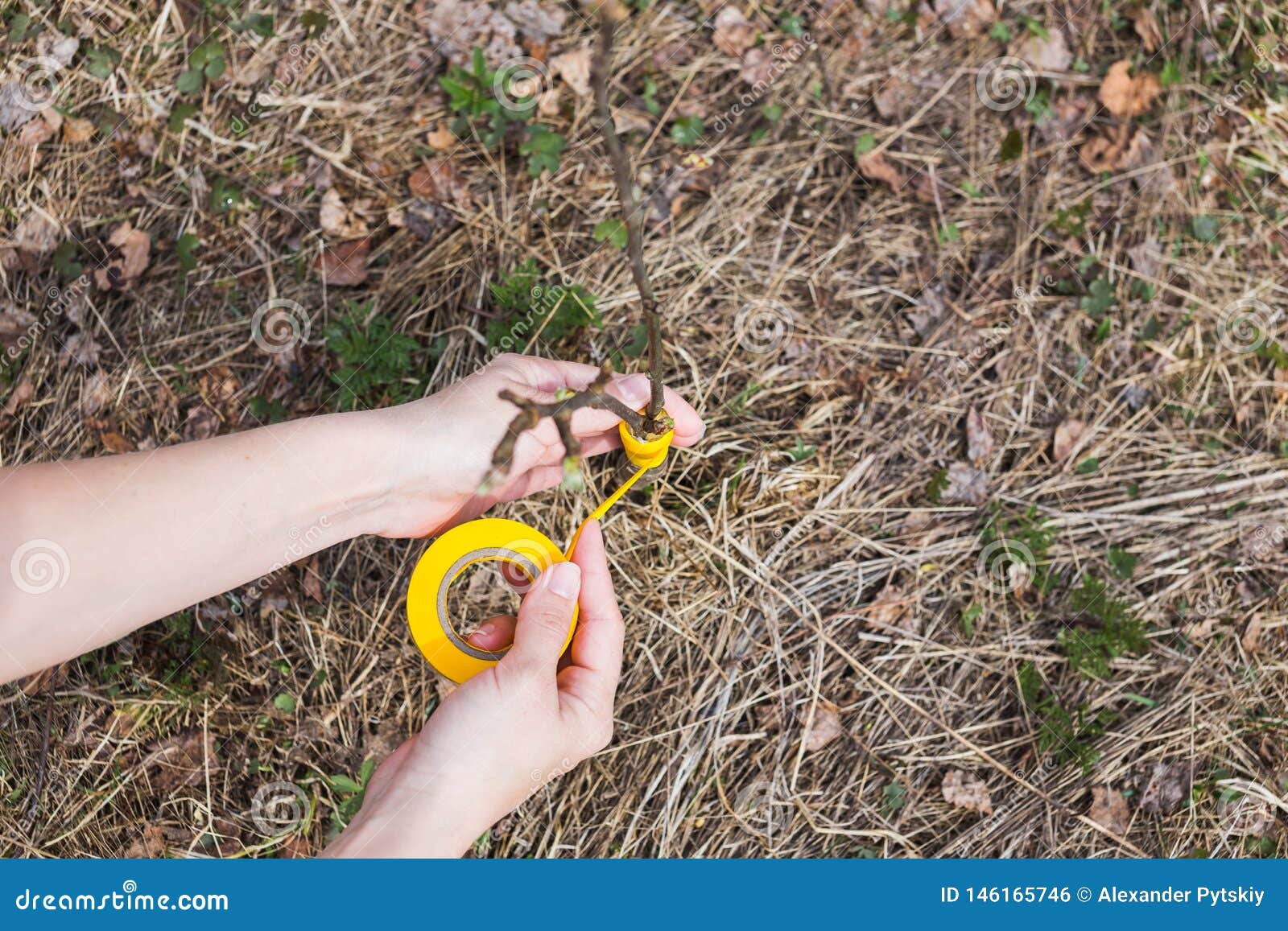 Grafting Trees - How To Graft A Tree. Grafting And Budding Fruit Tree ...