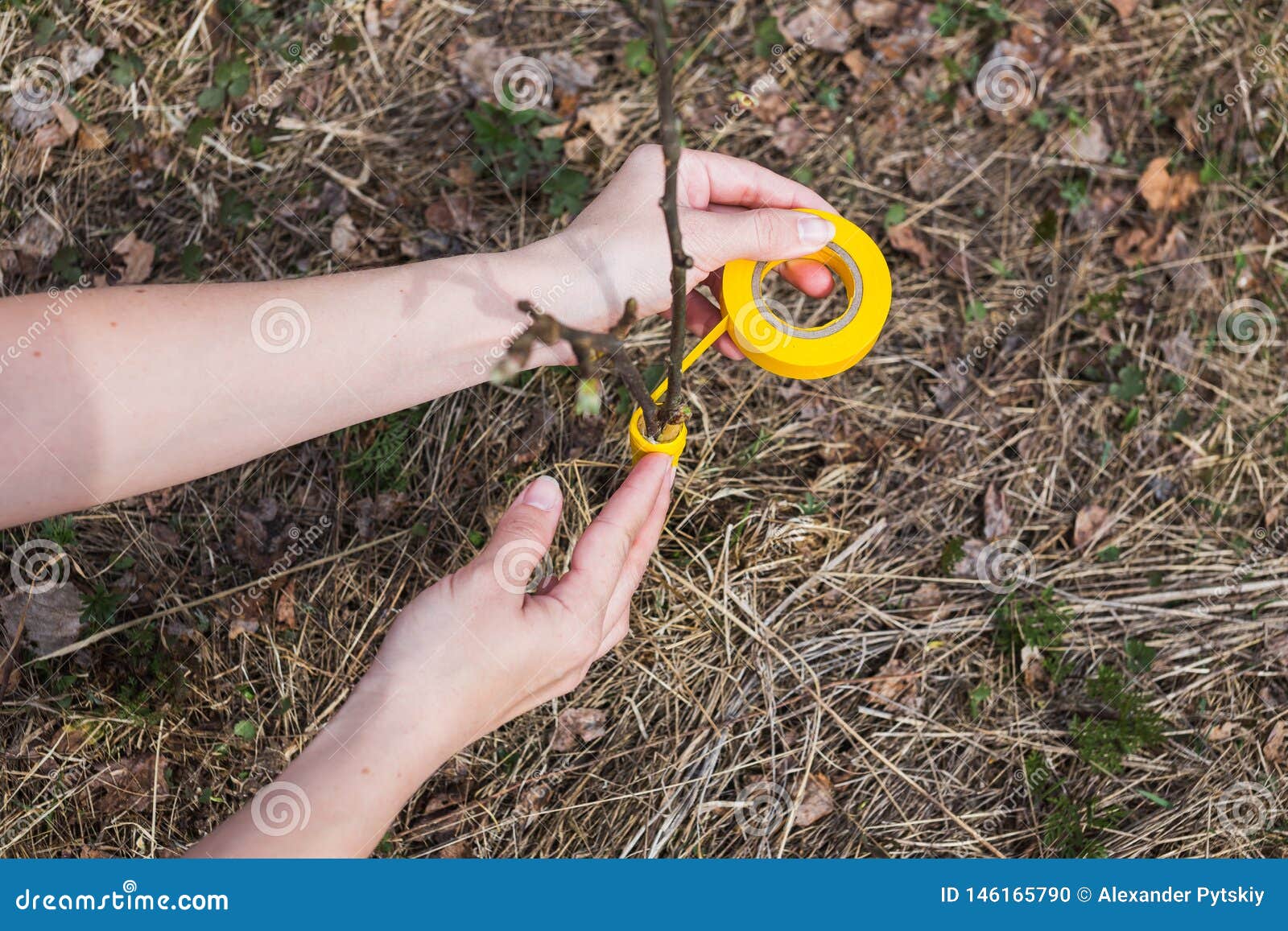 Grafting Trees - How To Graft A Tree. Grafting And Budding Fruit Tree ...