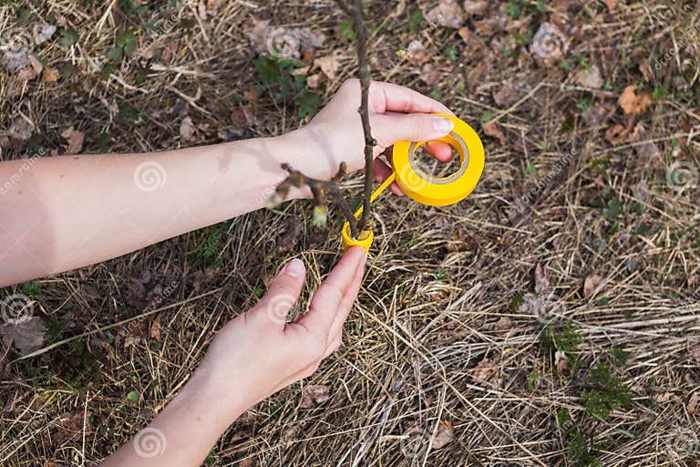 The Process of Grafting Trees in the Garden Stock Photo - Image of ...