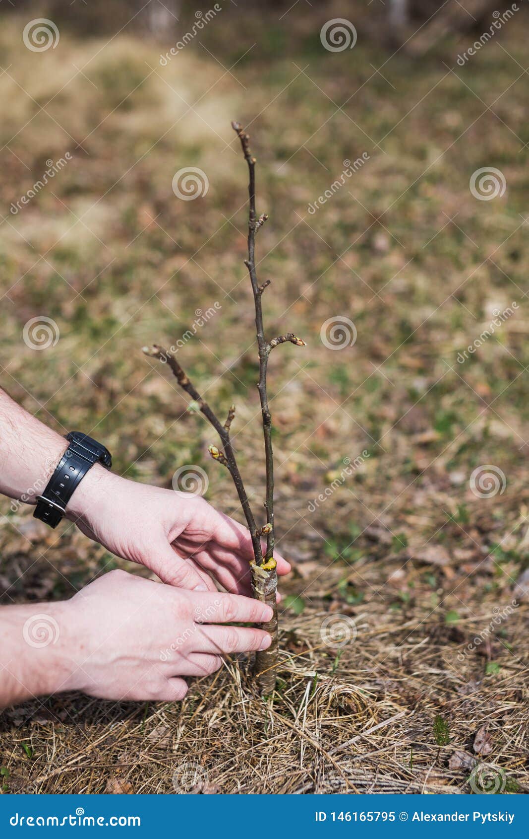 Grafting Trees - How To Graft A Tree. Grafting And Budding Fruit Tree ...
