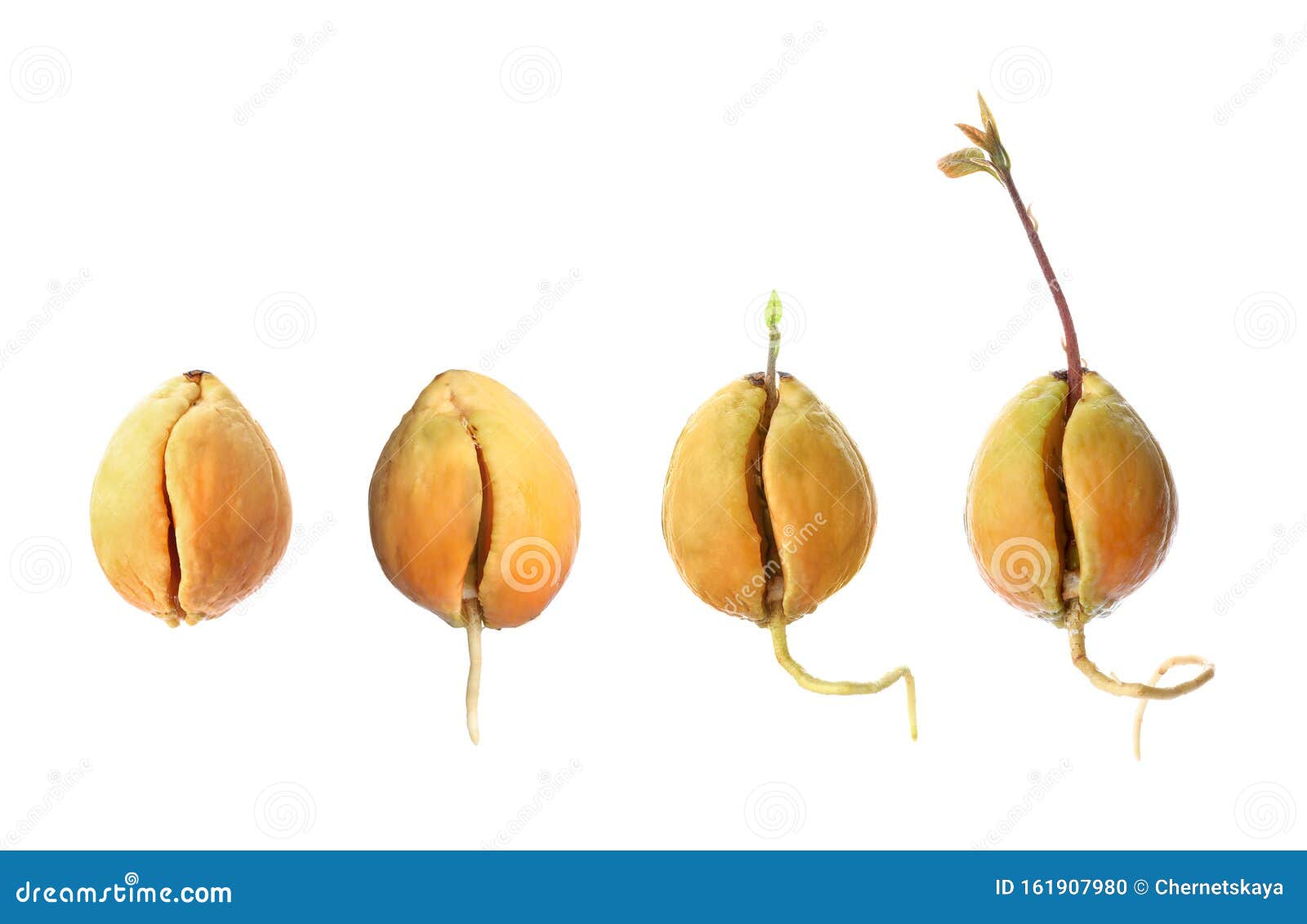 Process Of Avocado Growing On Background, Banner Design Stock Photo ...