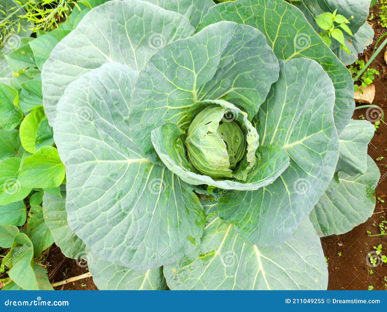 The Process of Growing Cabbage Stock Image - Image of food, crop: 211049255