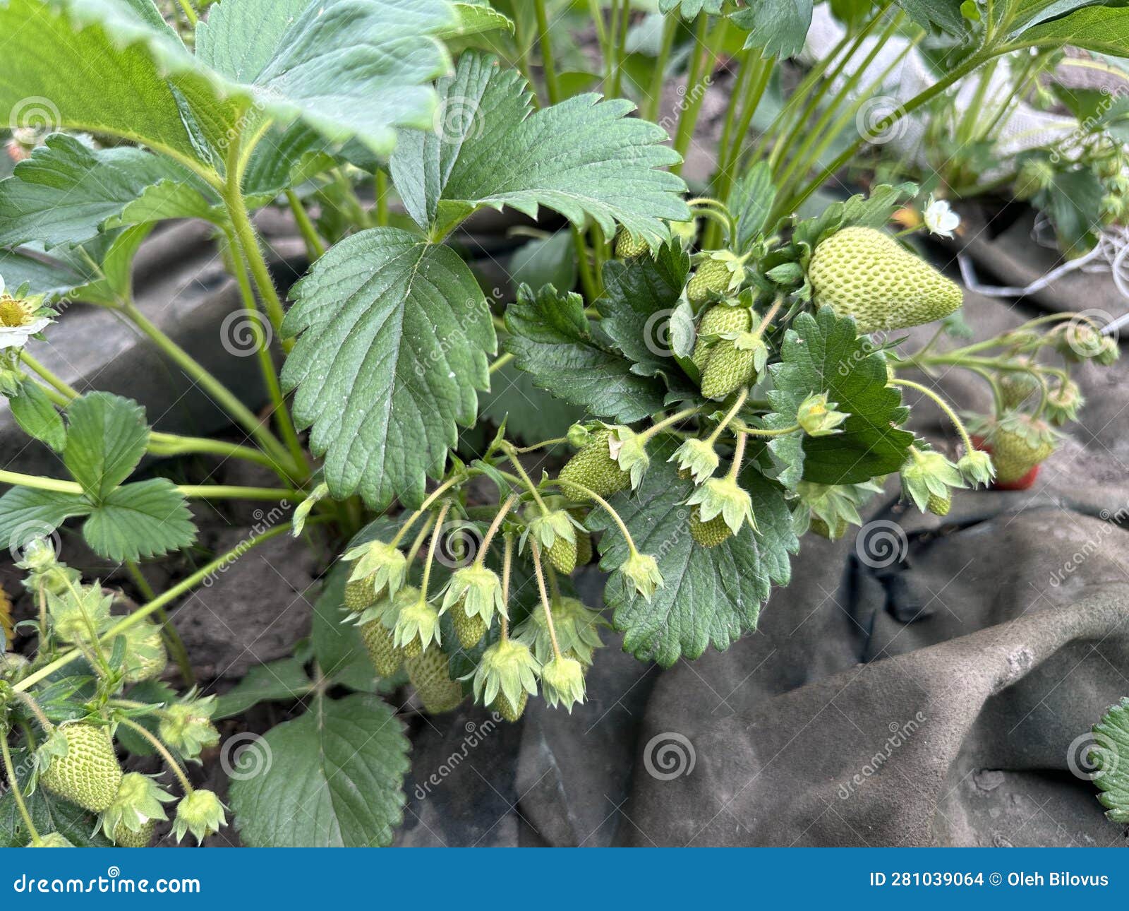 The Process of Growing and Caring for Strawberries Stock Photo - Image ...