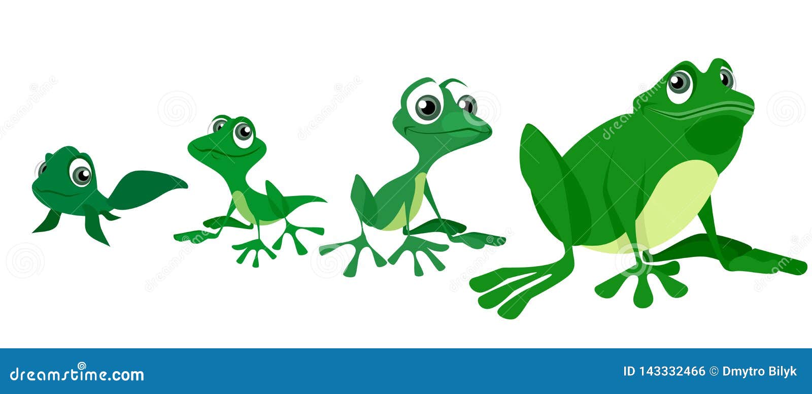 Life Cycle Of Frog Vector Illustration | CartoonDealer.com #59589478