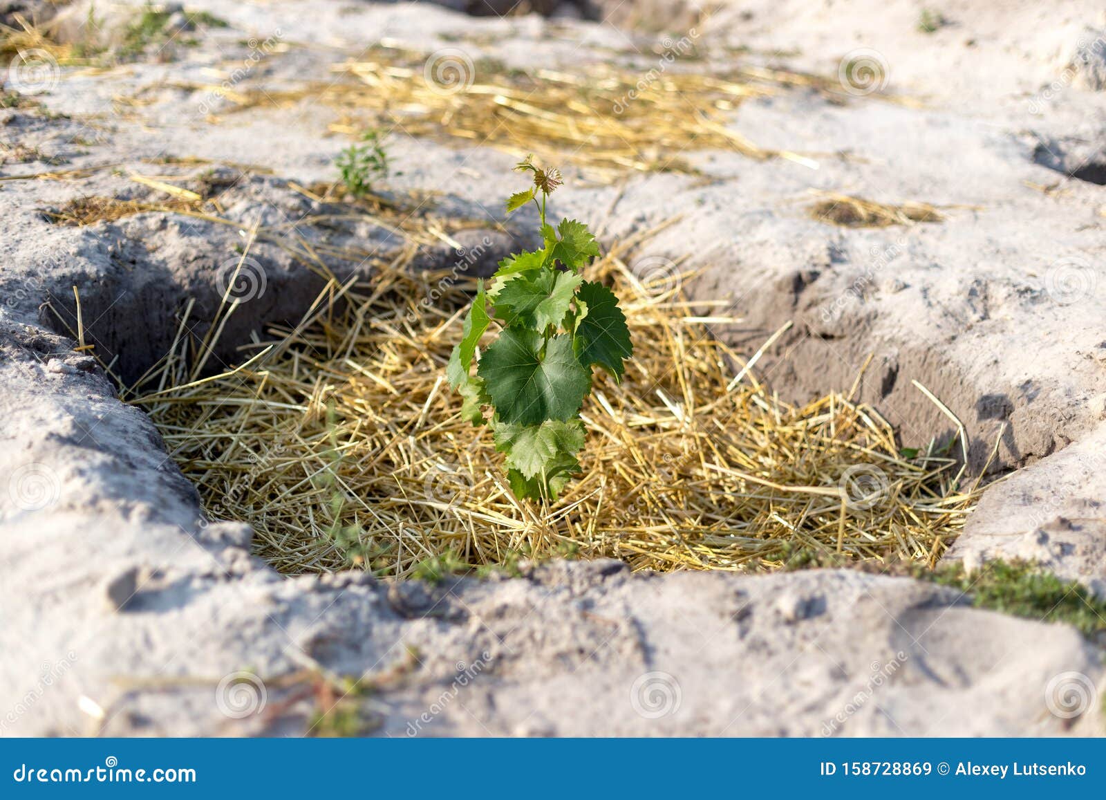 The Process of Growing Grapes in Pits. Mulching Grapes Stock Image ...