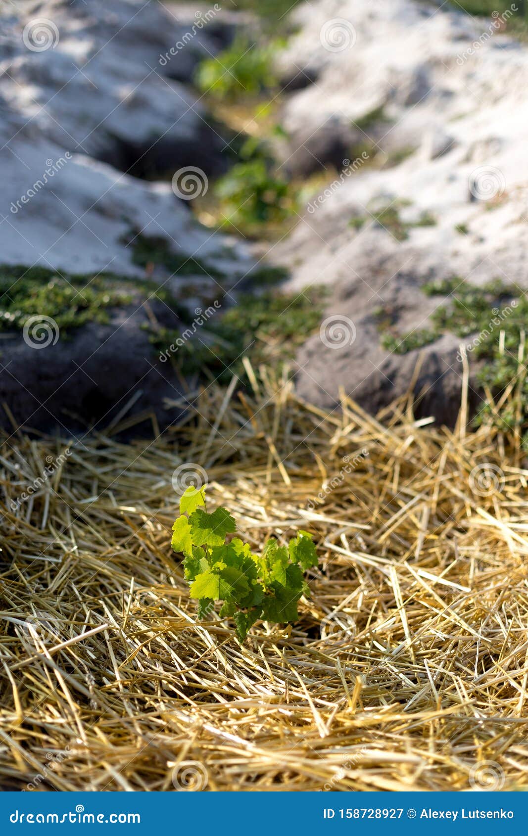 The Process of Growing Grapes in Pits. Mulching Grapes Stock Image ...
