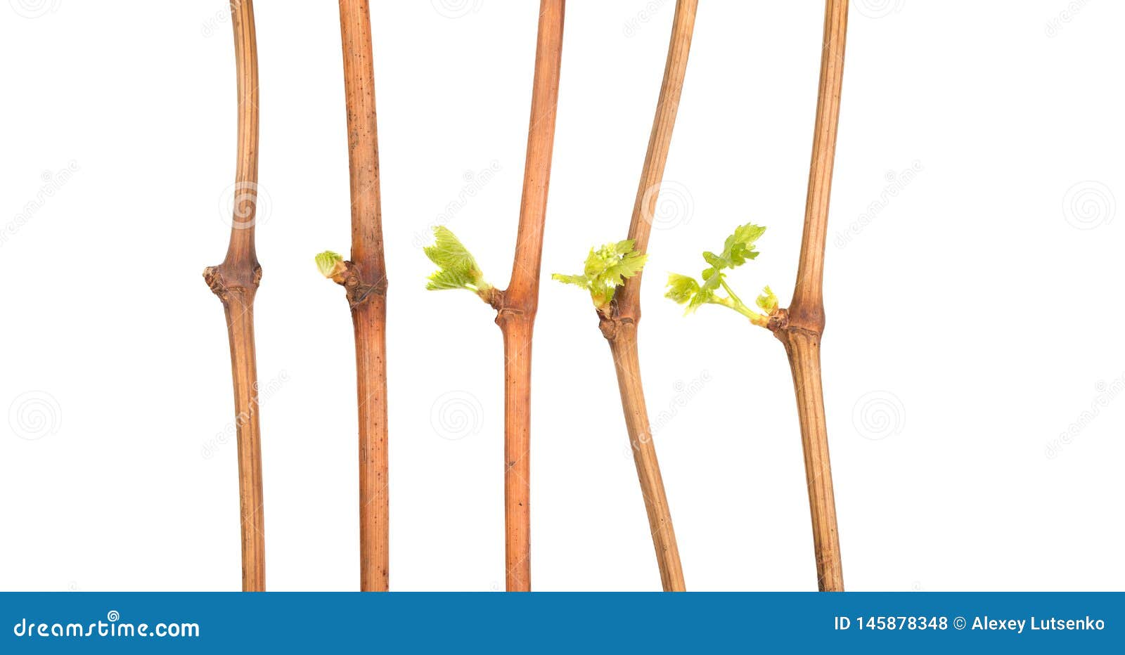 The Process of Growing Grapes Saplings from the Vine Stock Photo ...
