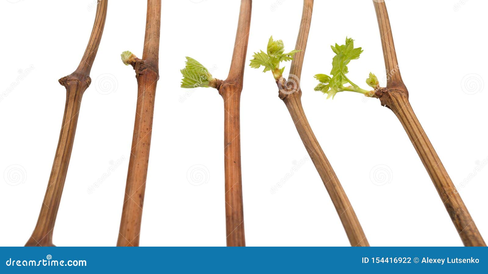 The Process of Growing Grapes Saplings from the Vine Stock Photo ...