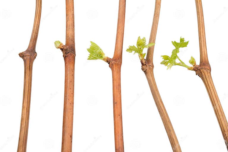 The Process of Growing Grapes Saplings from the Vine Stock Photo ...