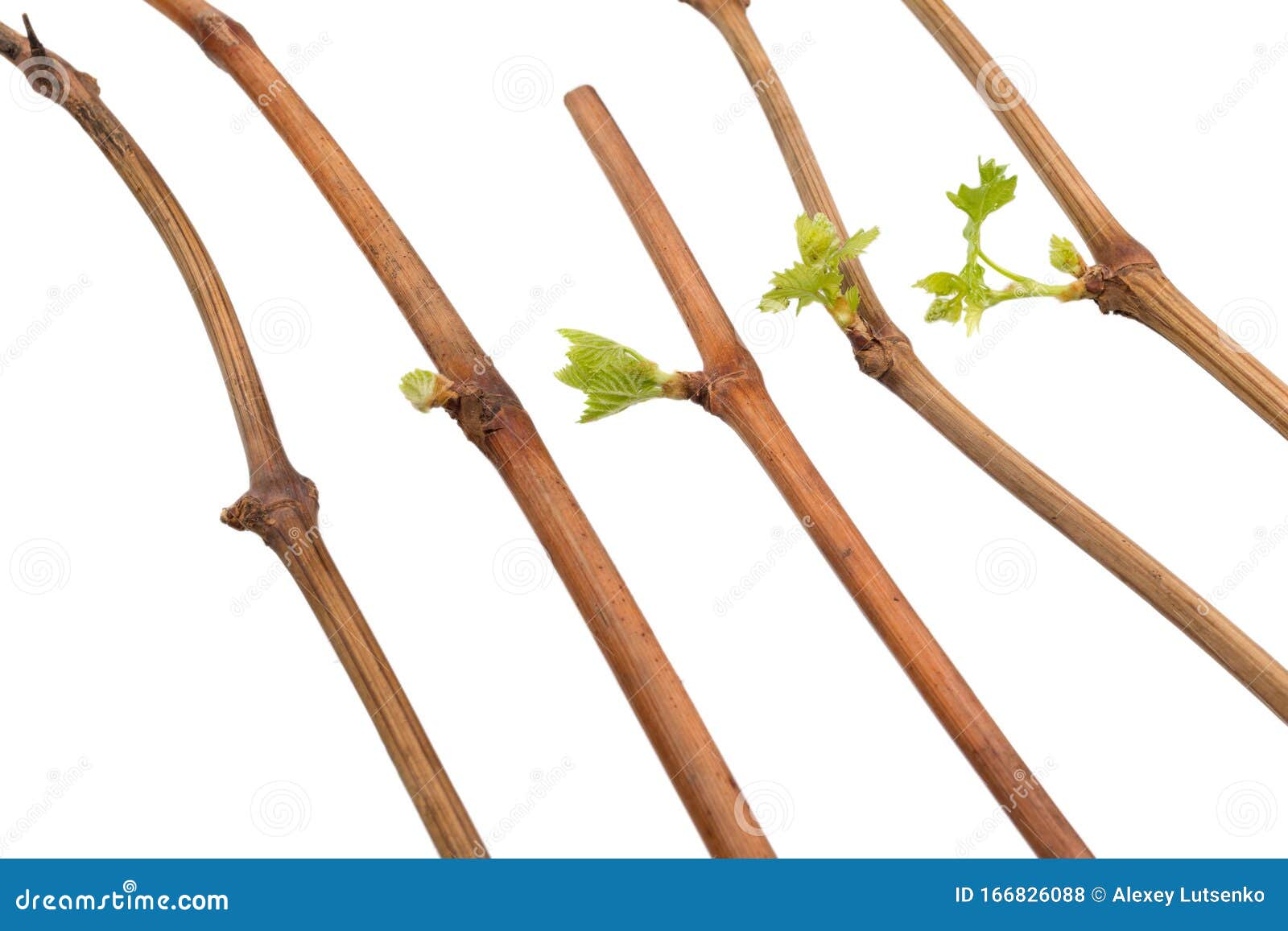 The Process of Growing Grapes Saplings from the Vine Stock Photo ...