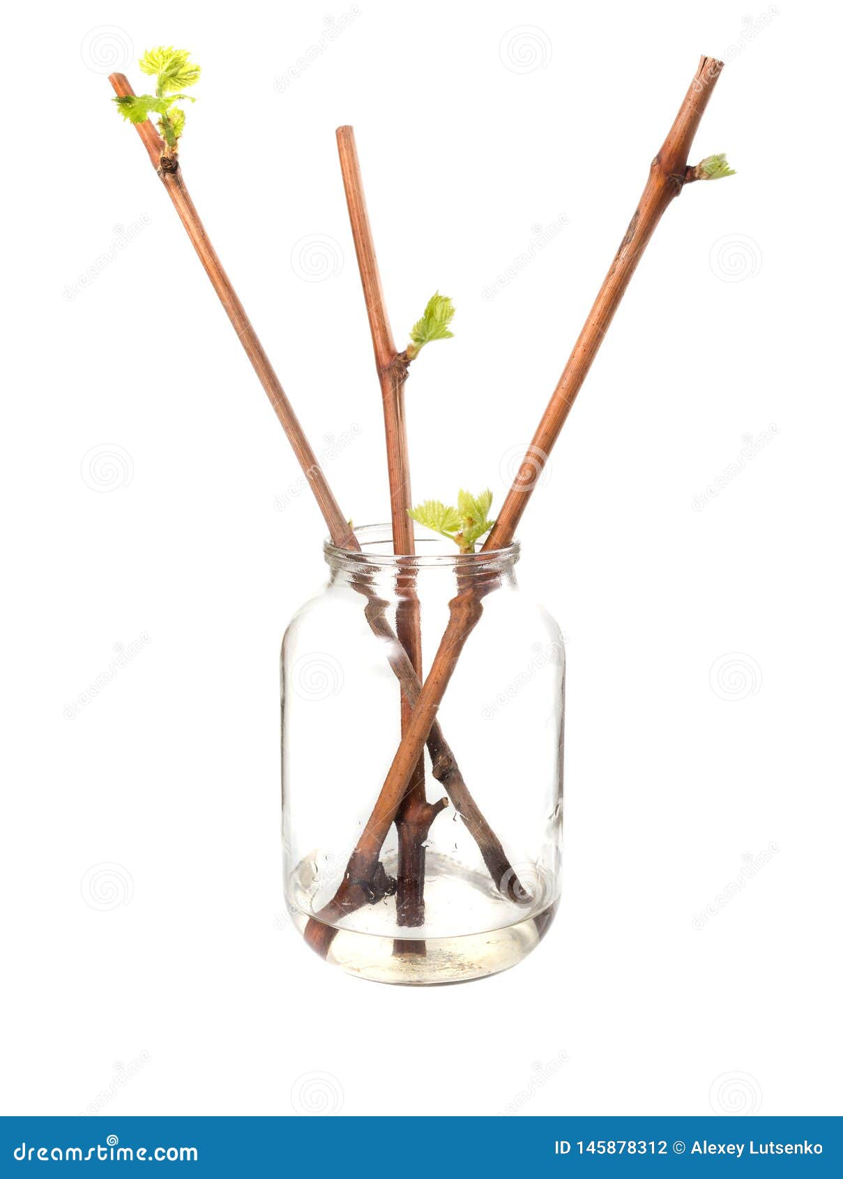 The Process of Growing Grapes Saplings from the Vine Stock Photo ...