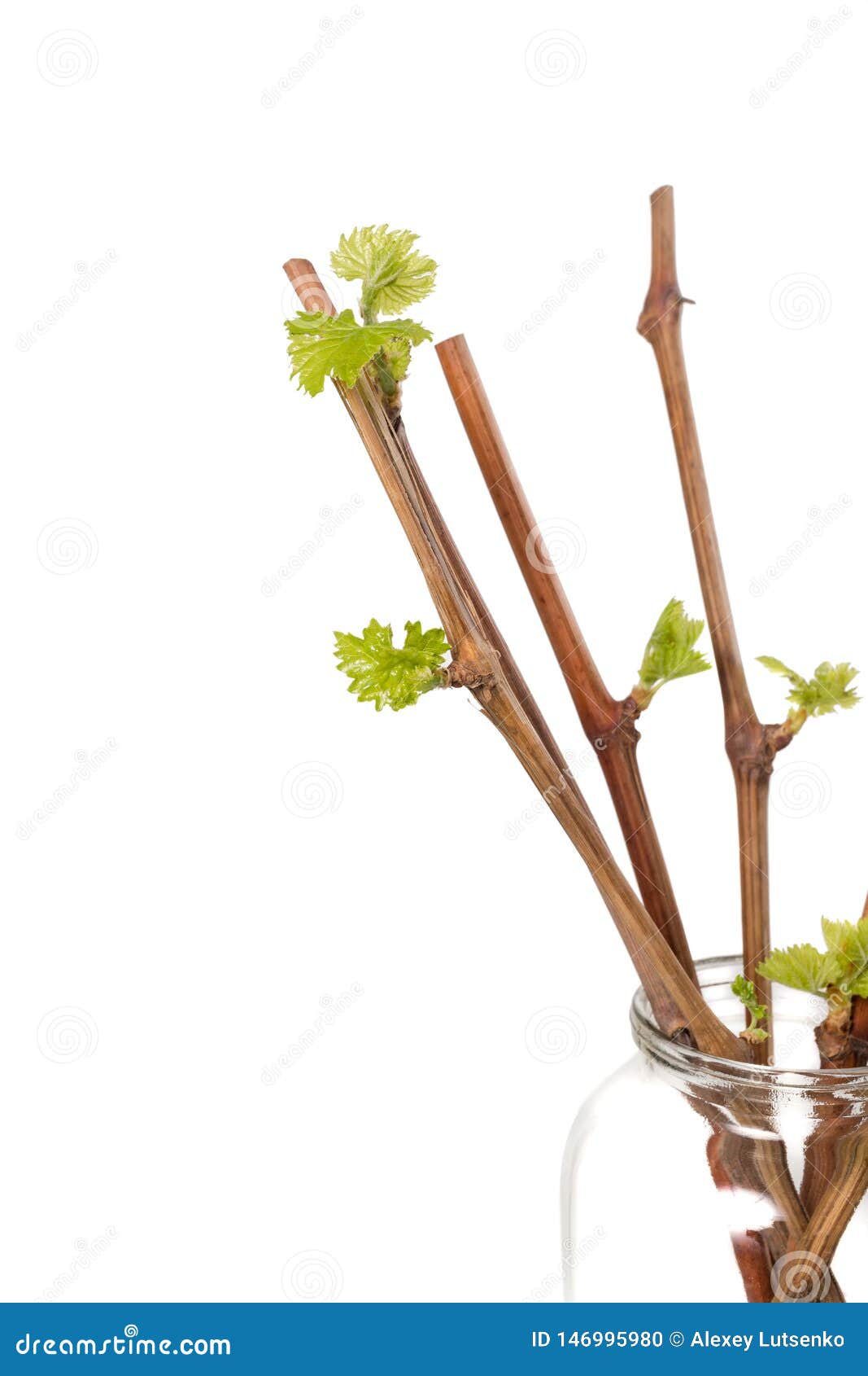 The Process of Growing Grapes Saplings from the Vine Stock Photo ...