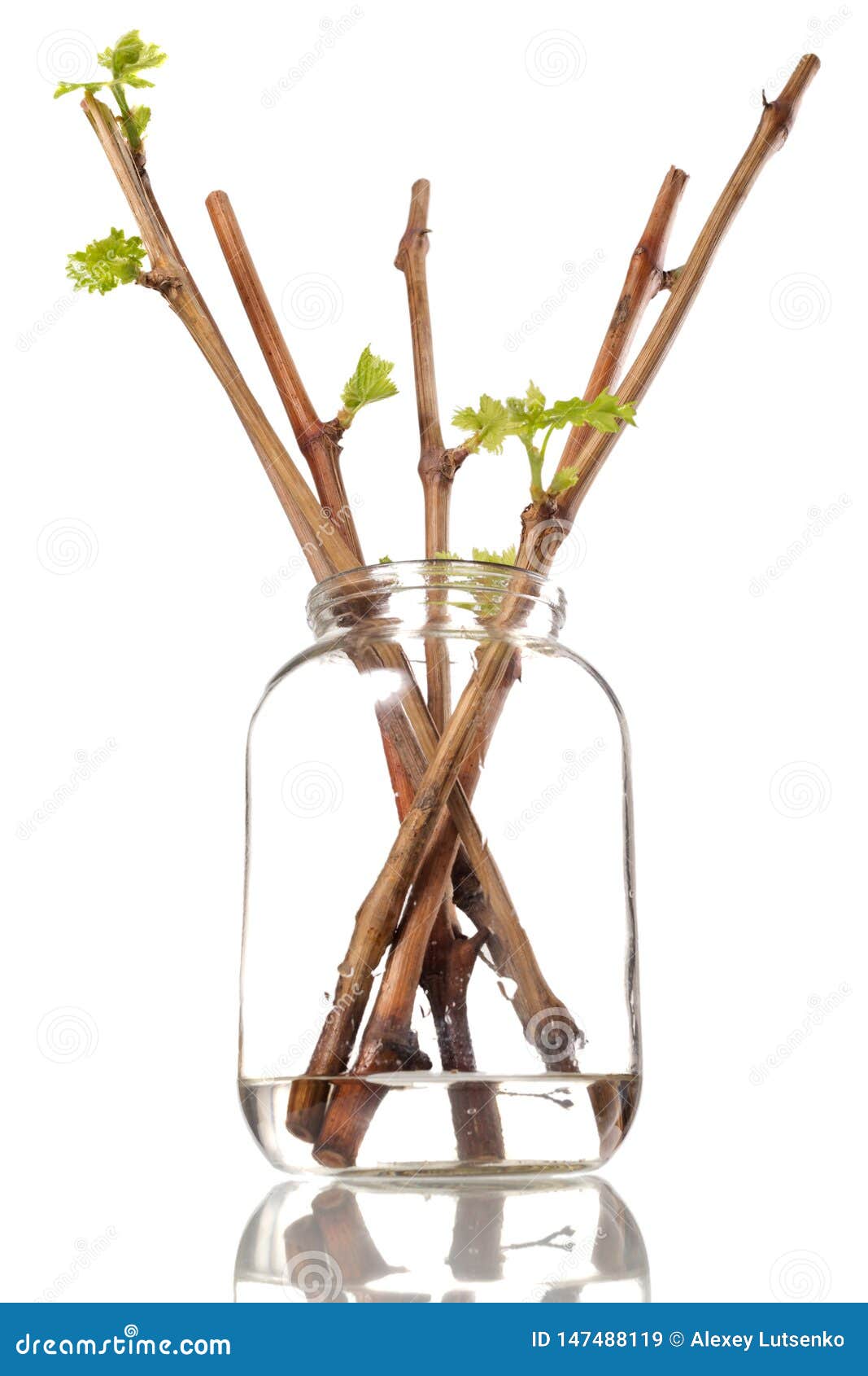 The Process of Growing Grapes Saplings from the Vine Stock Image ...