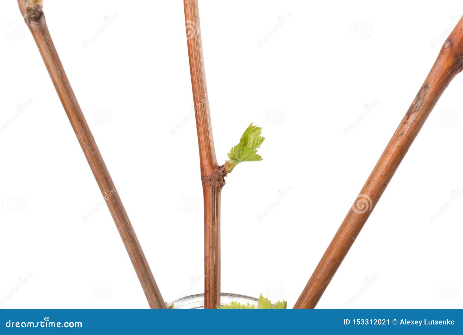 The Process of Growing Grapes Saplings from the Vine Stock Image ...