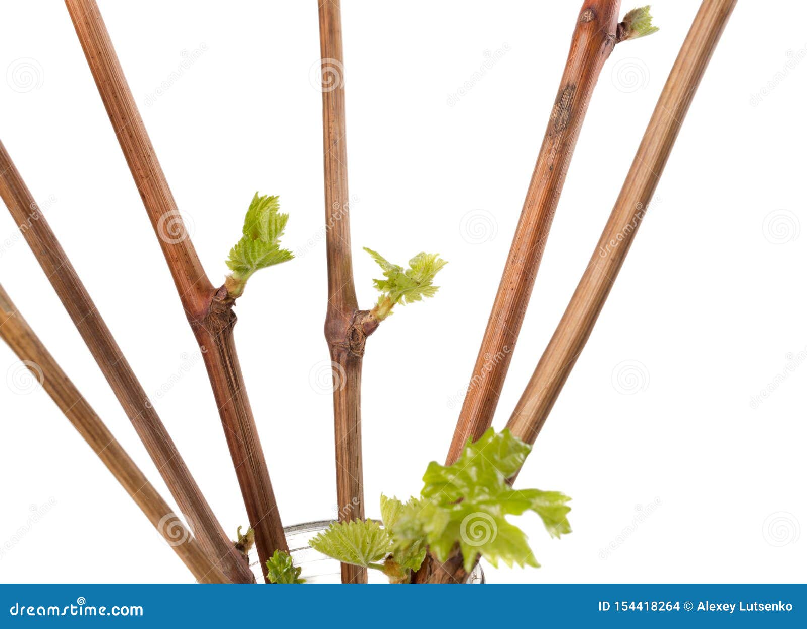 The Process of Growing Grapes Saplings from the Vine Stock Photo ...