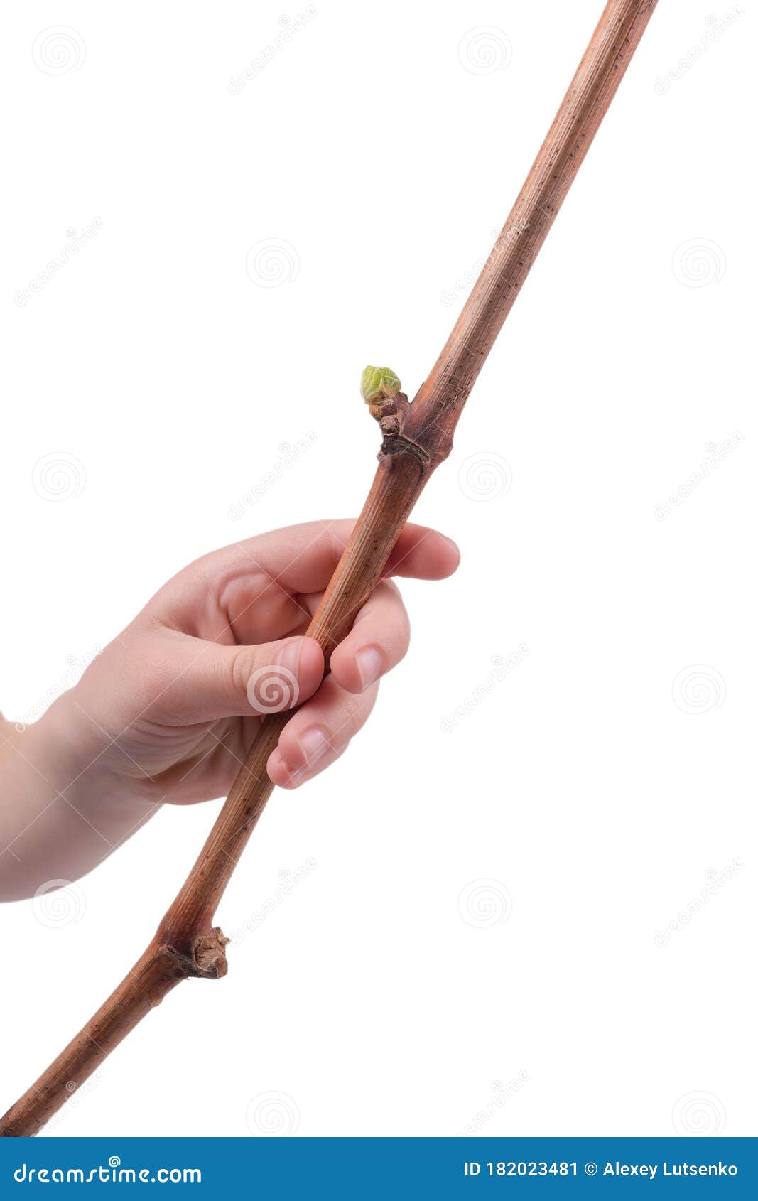 The Process of Growing Grapes Saplings from the Vine Stock Image ...