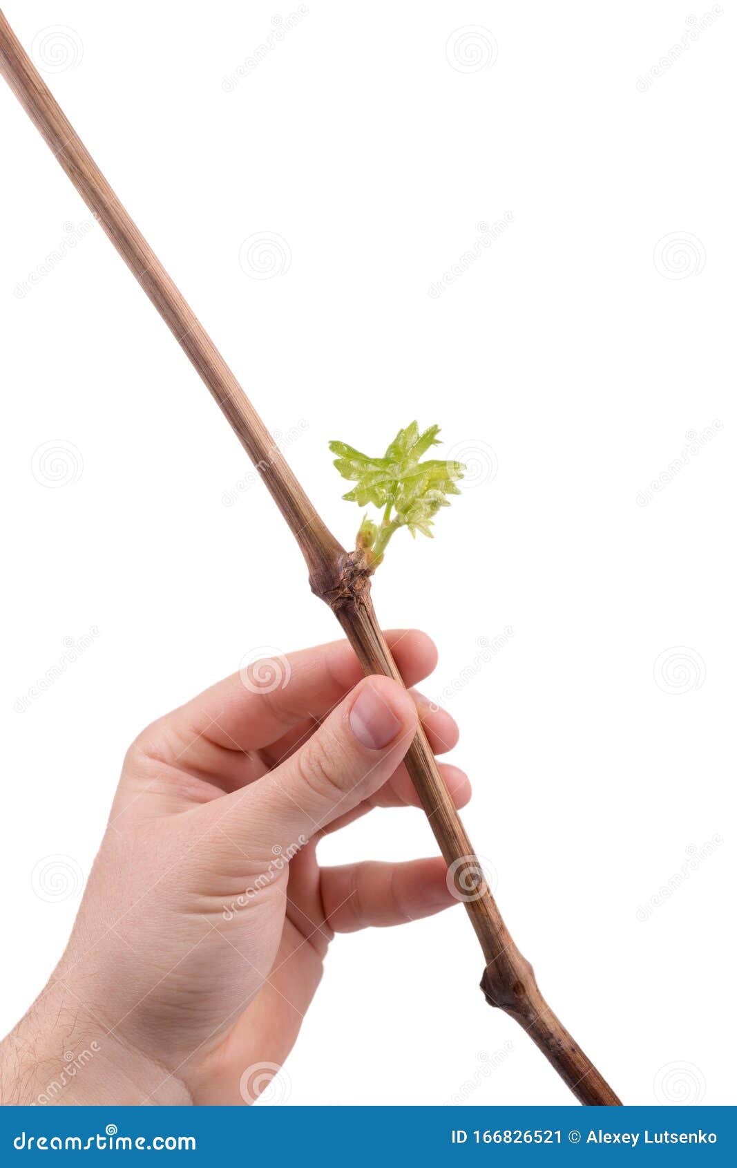 The Process of Growing Grapes Saplings from the Vine Stock Image ...