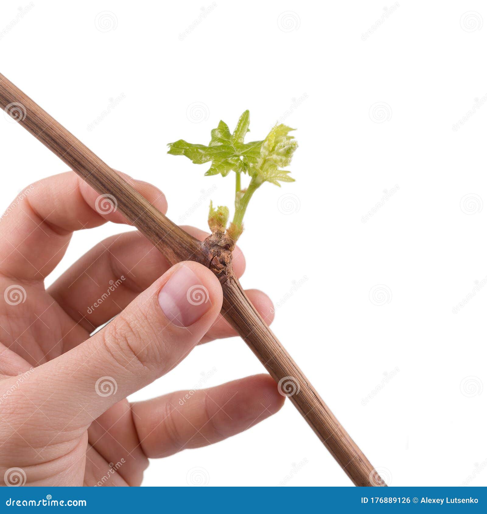 The Process of Growing Grapes Saplings from the Vine Stock Photo ...