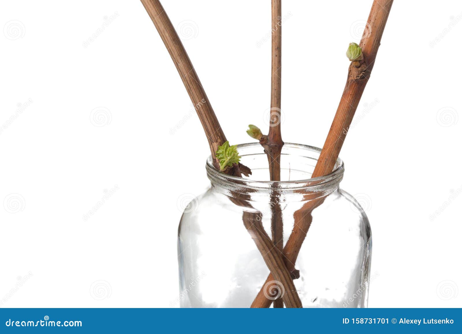 The Process of Growing Grapes Saplings from the Vine Stock Image ...