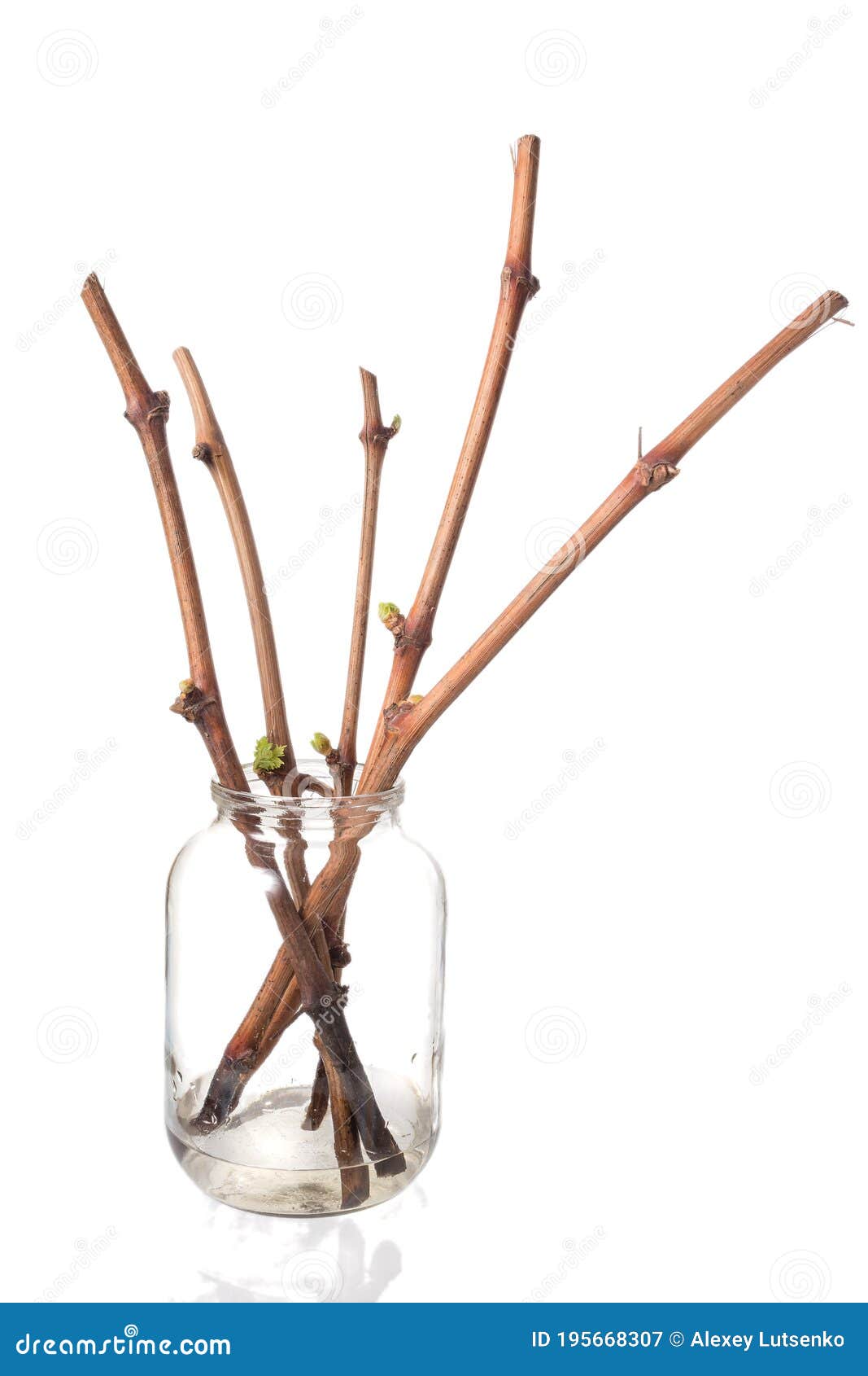 The Process of Growing Grapes Saplings from the Vine Stock Image ...