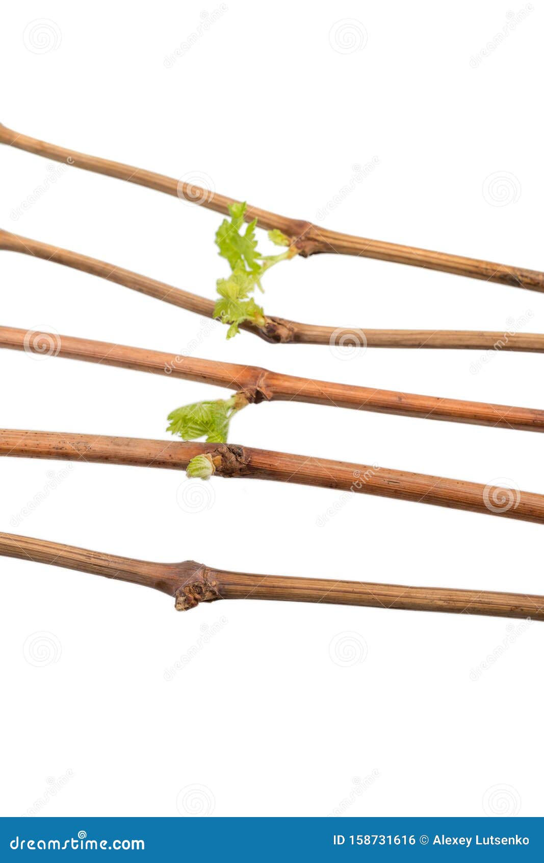 The Process of Growing Grapes Saplings from the Vine Stock Photo ...