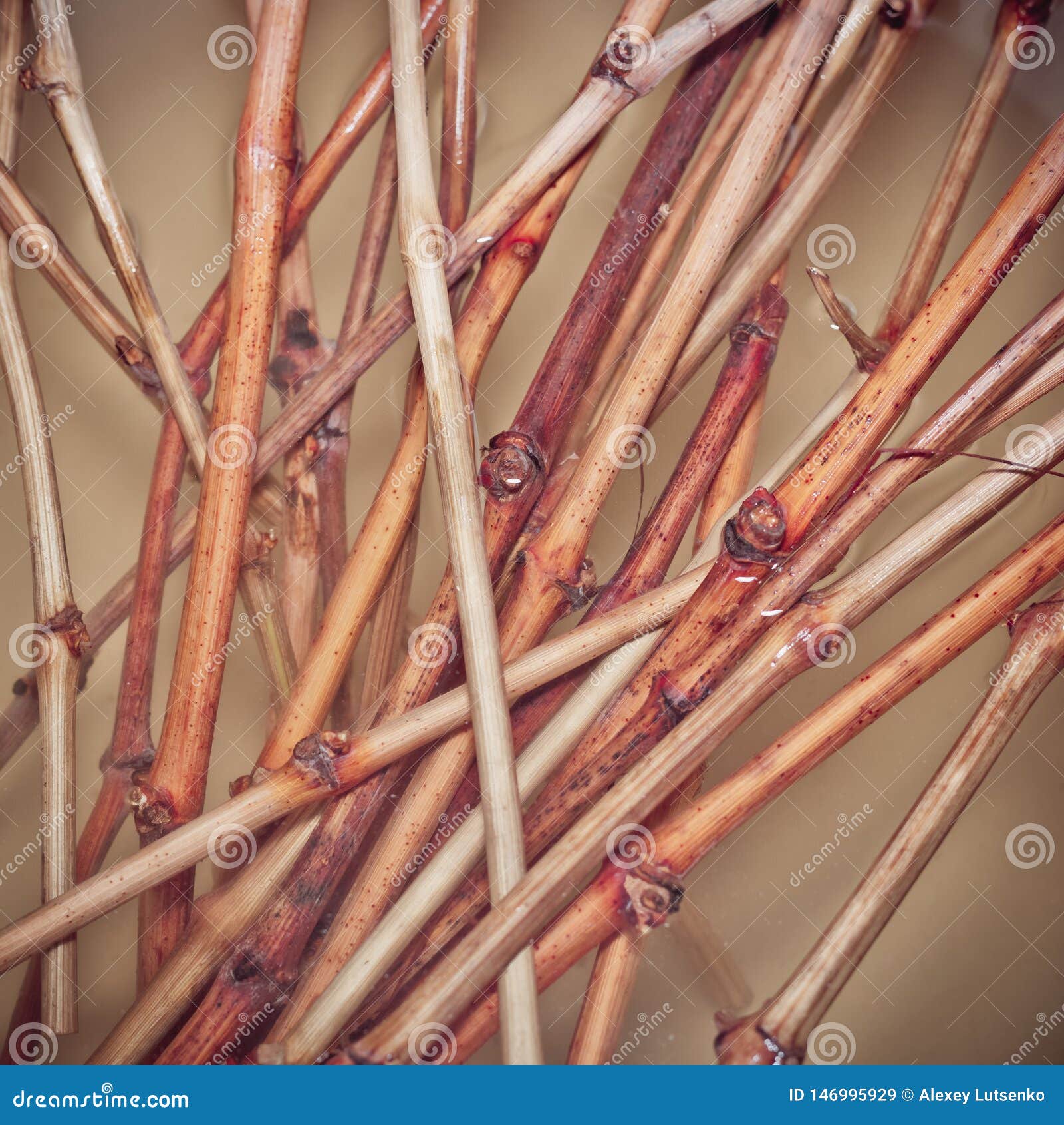 The Process of Growing Grapes Saplings from the Vine. Soaking in Water ...