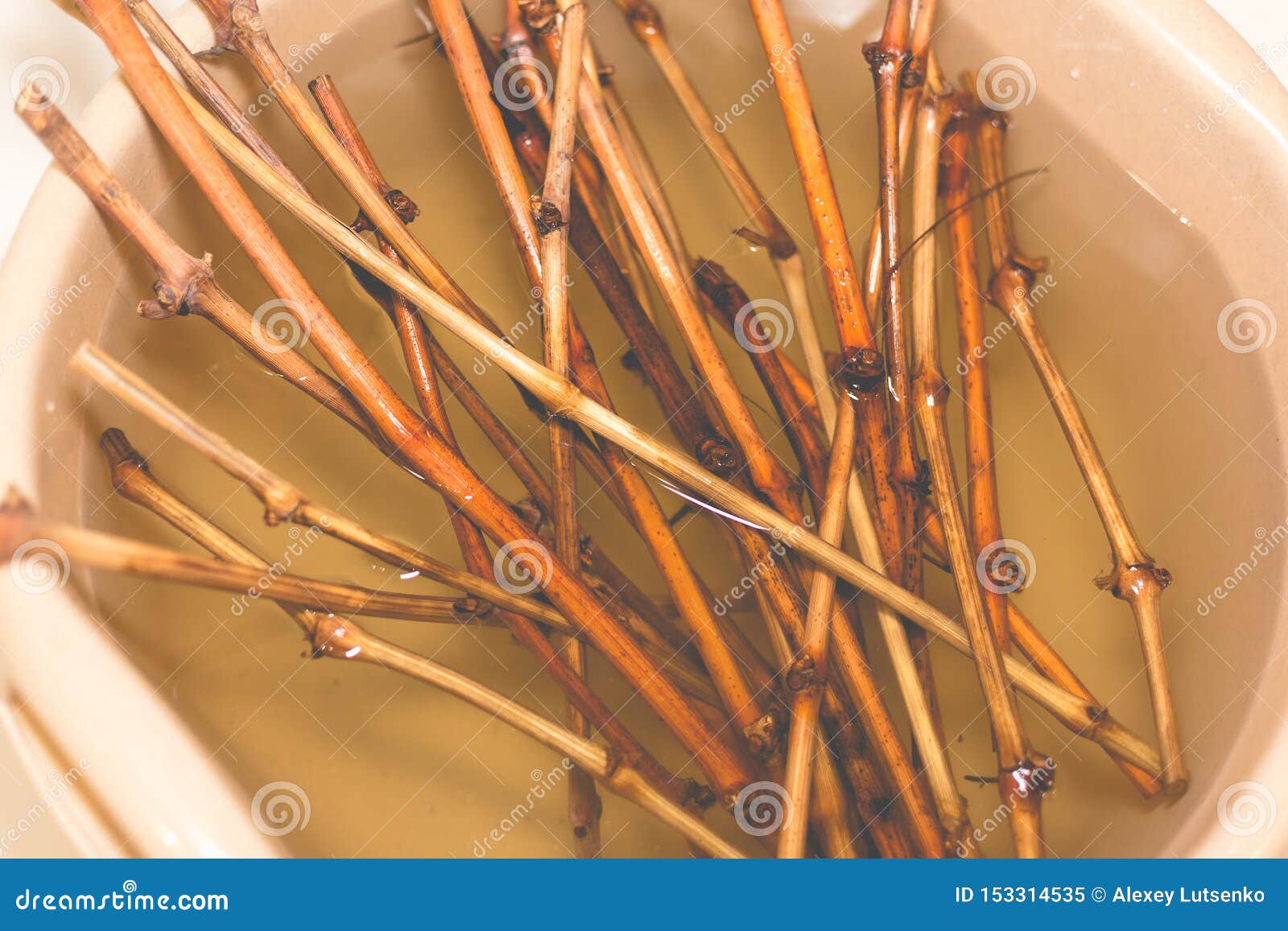 The Process of Growing Grapes Saplings from the Vine. Soaking in Water ...