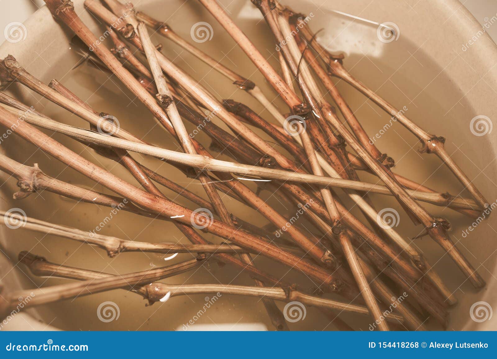 The Process of Growing Grapes Saplings from the Vine. Soaking in Water ...