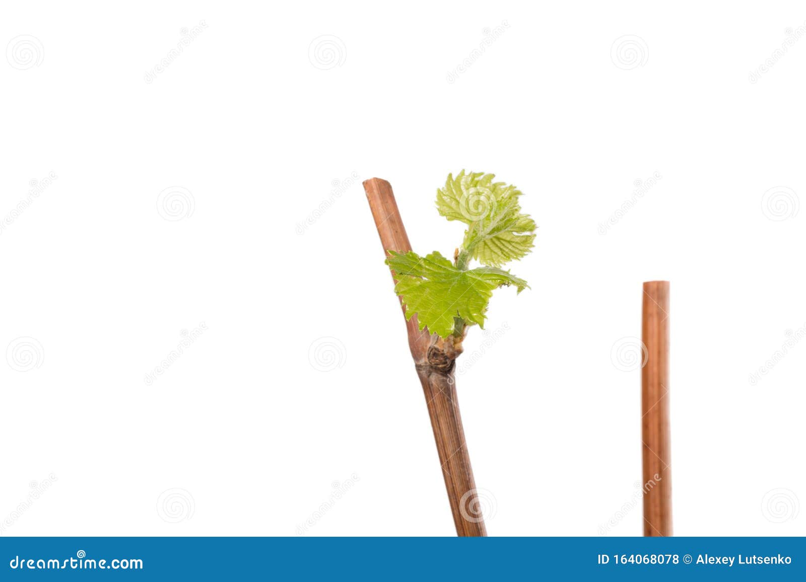 The Process of Growing Grapes Saplings from the Vine Stock Photo ...