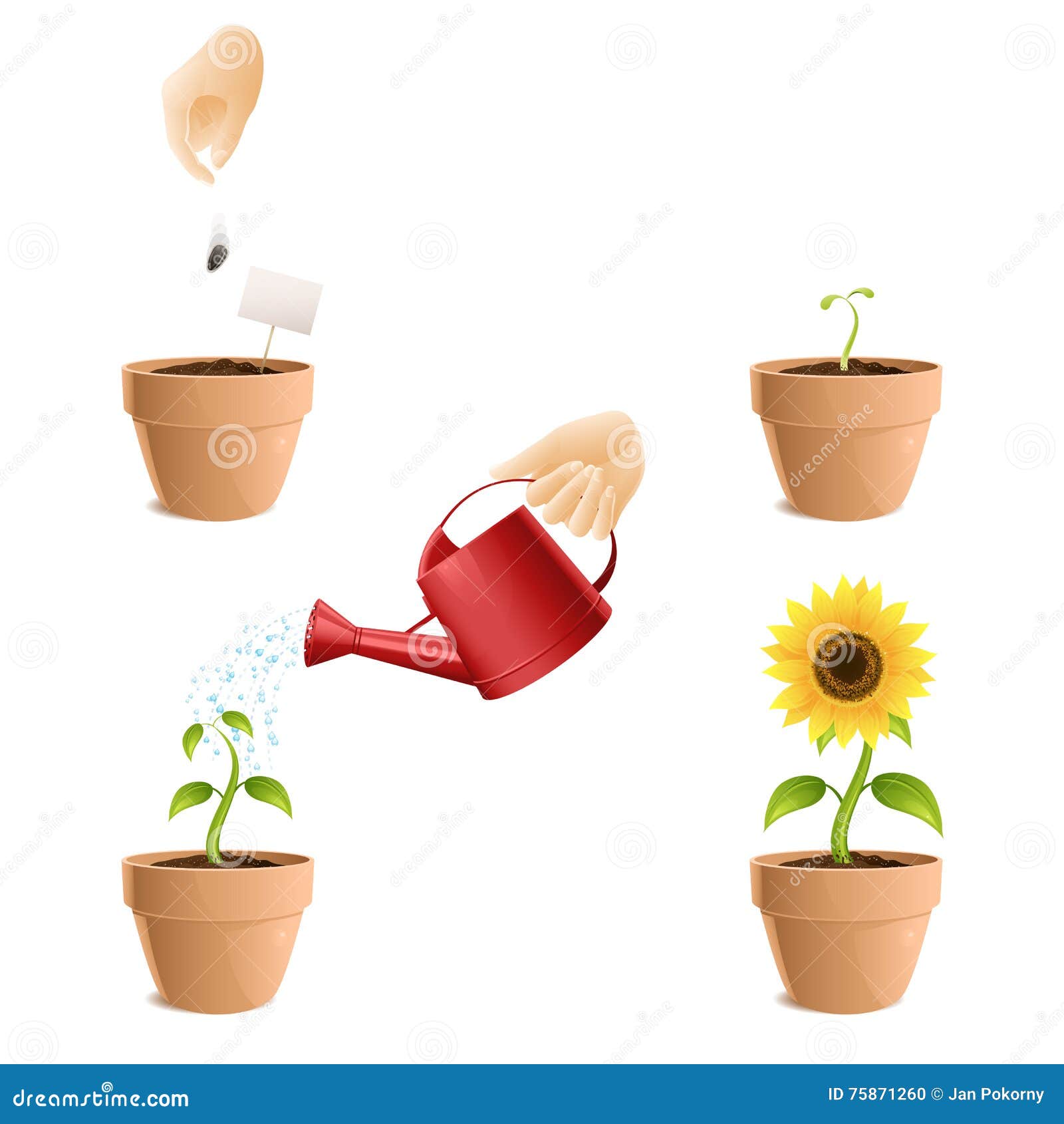 Process of Growing a Sunflower Stock Vector - Illustration of ...