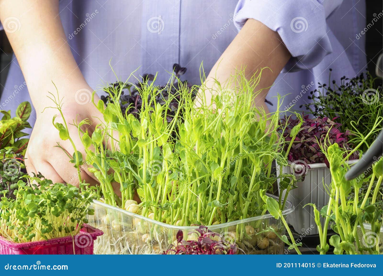 The Process of Growing Useful Microgreens, Young Shoots of Greenery ...