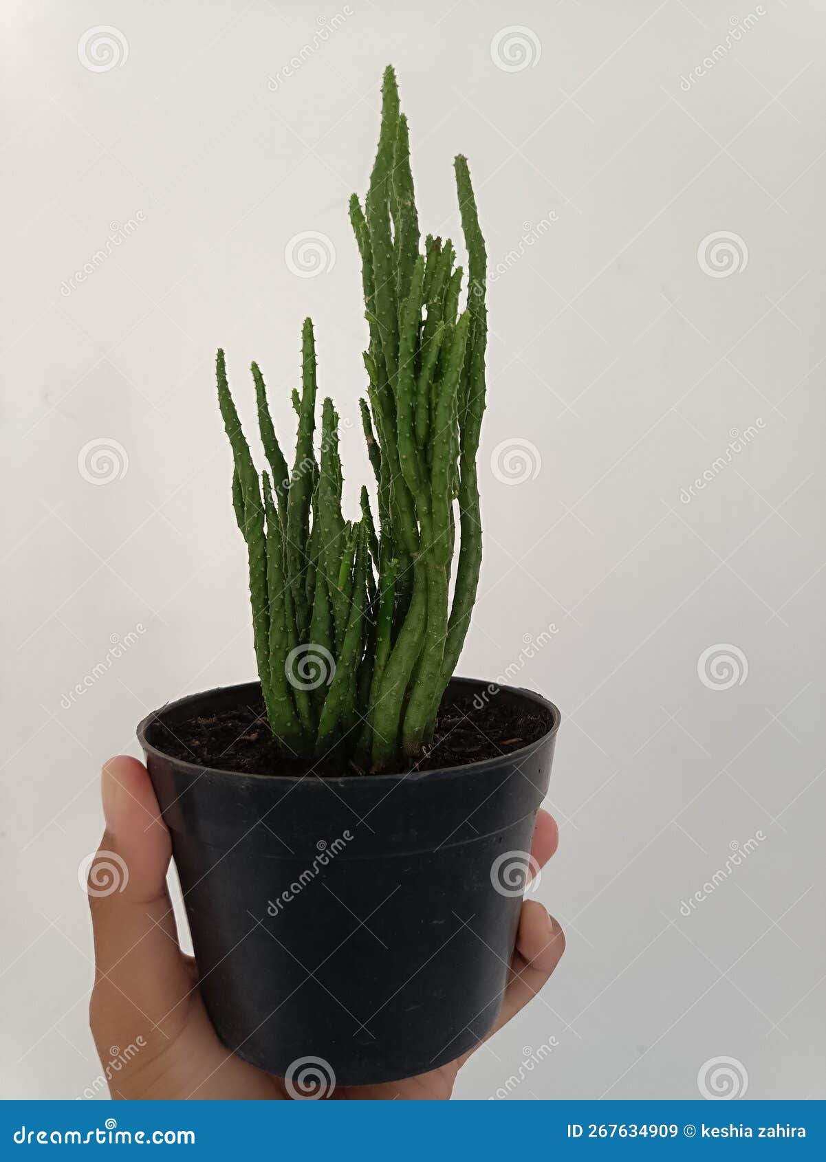 Process of Growth According To Their Respective Abilities Stock Image ...