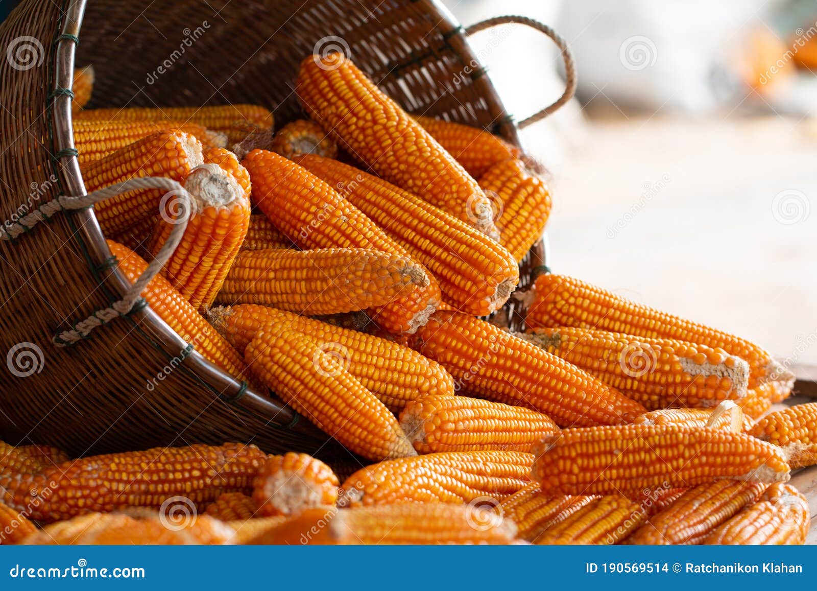 Process Harvest Dried Corn with Bamboo Basket Stock Photo - Image of ...