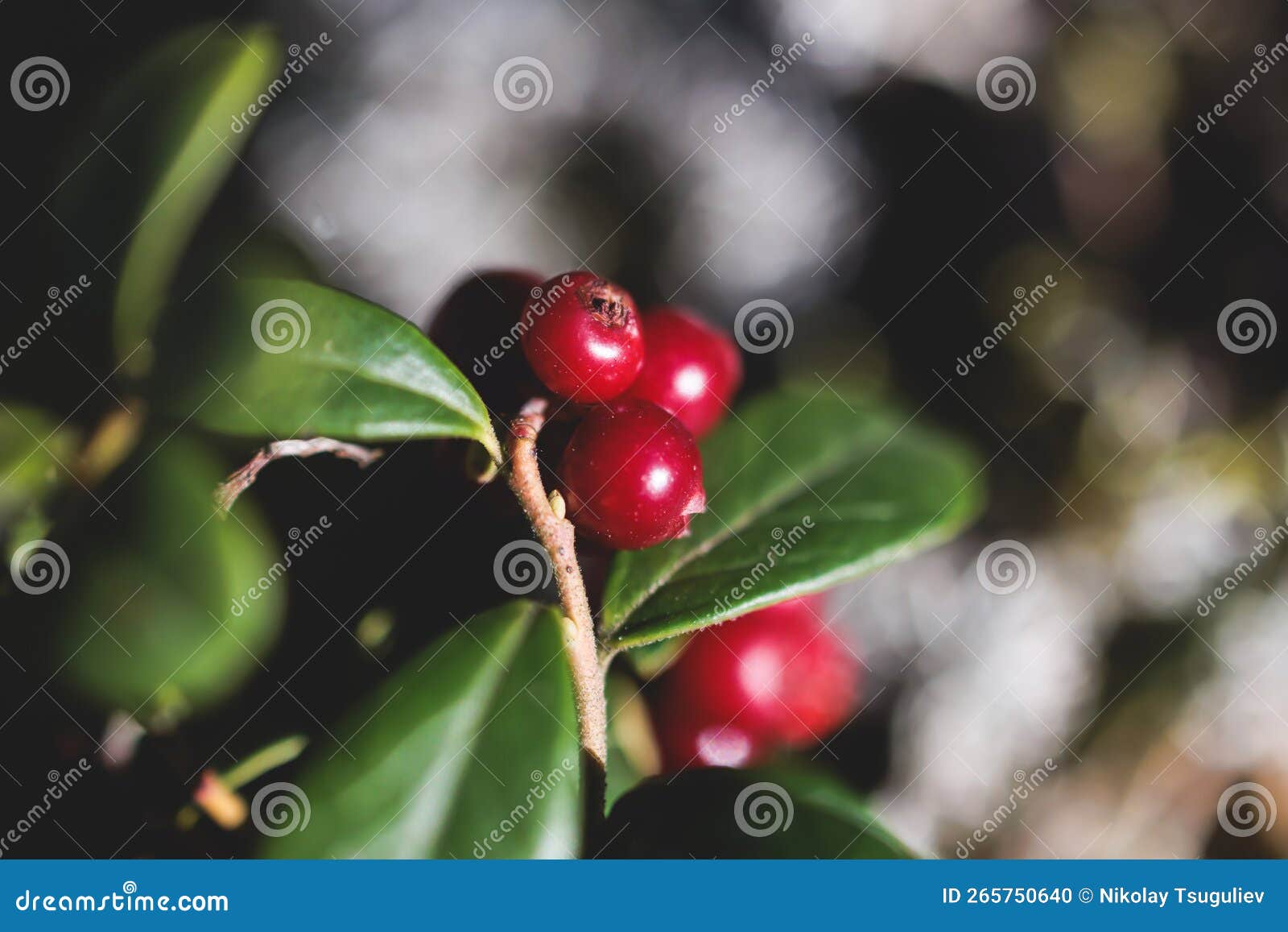 Process Of Harvesting And Collecting Berries In The National Park Of