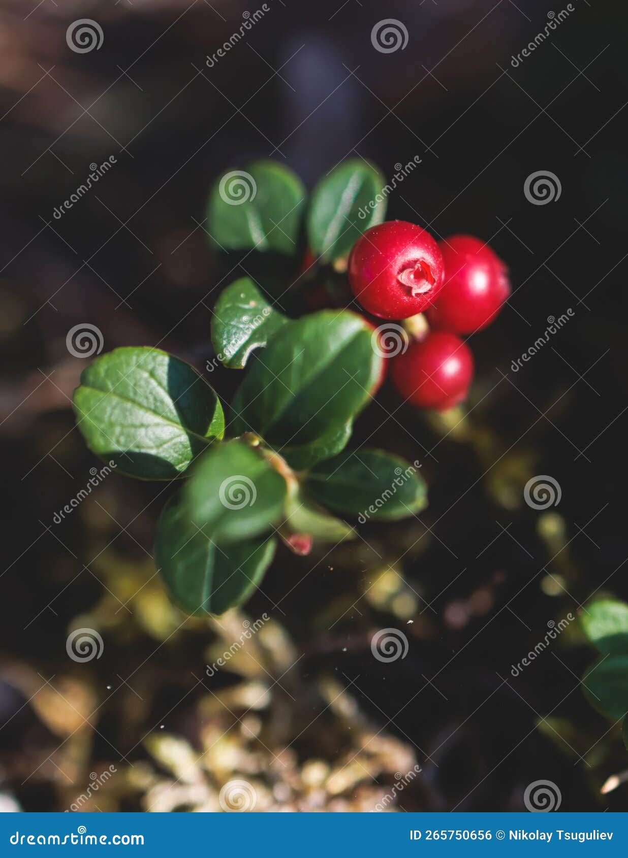 Process Of Harvesting And Collecting Berries In The National Park Of