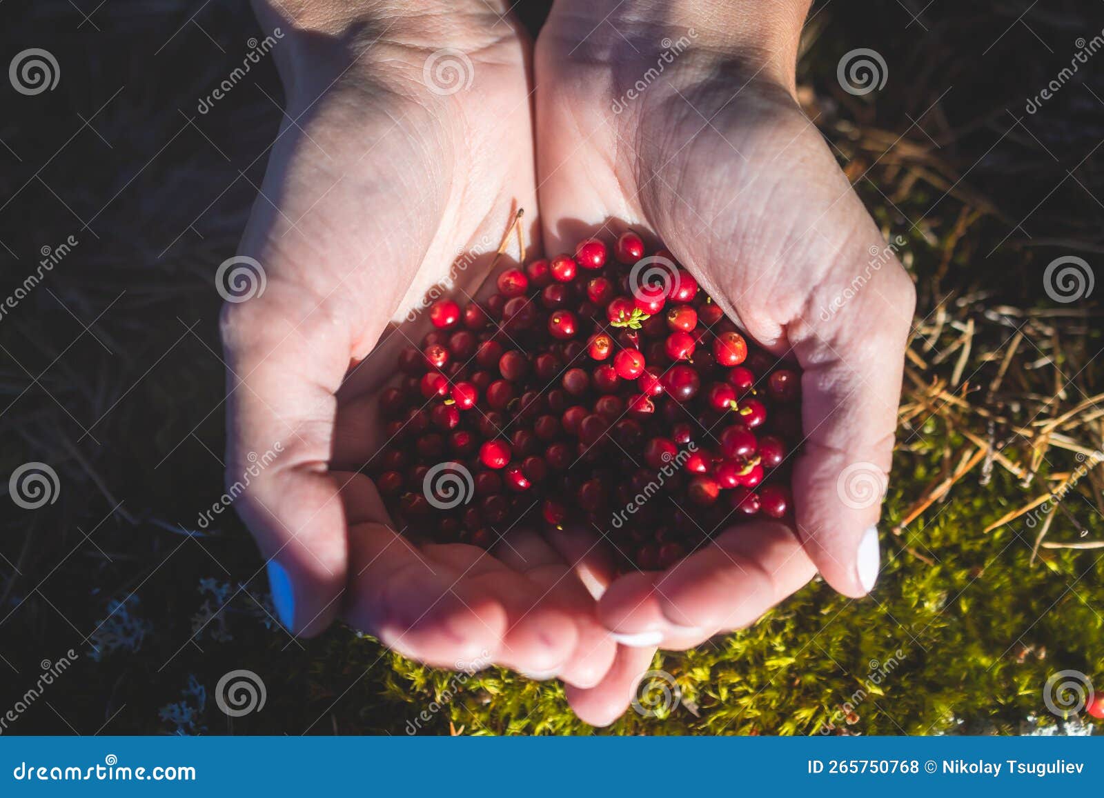 Process Of Harvesting And Collecting Berries In The National Park Of