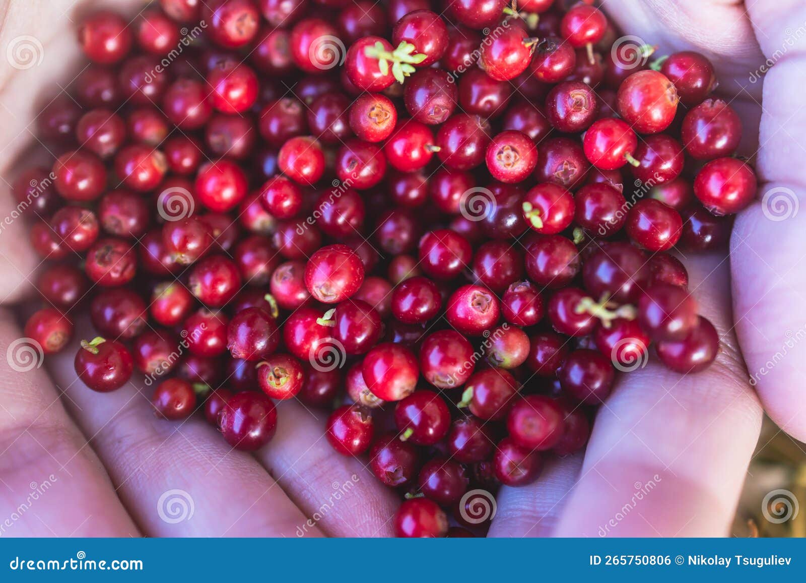 Process Of Harvesting And Collecting Berries In The National Park Of